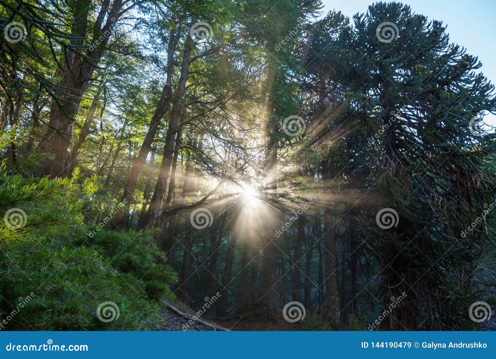 Sunny beams stock image. Image of shade, foliage, season - 144190479