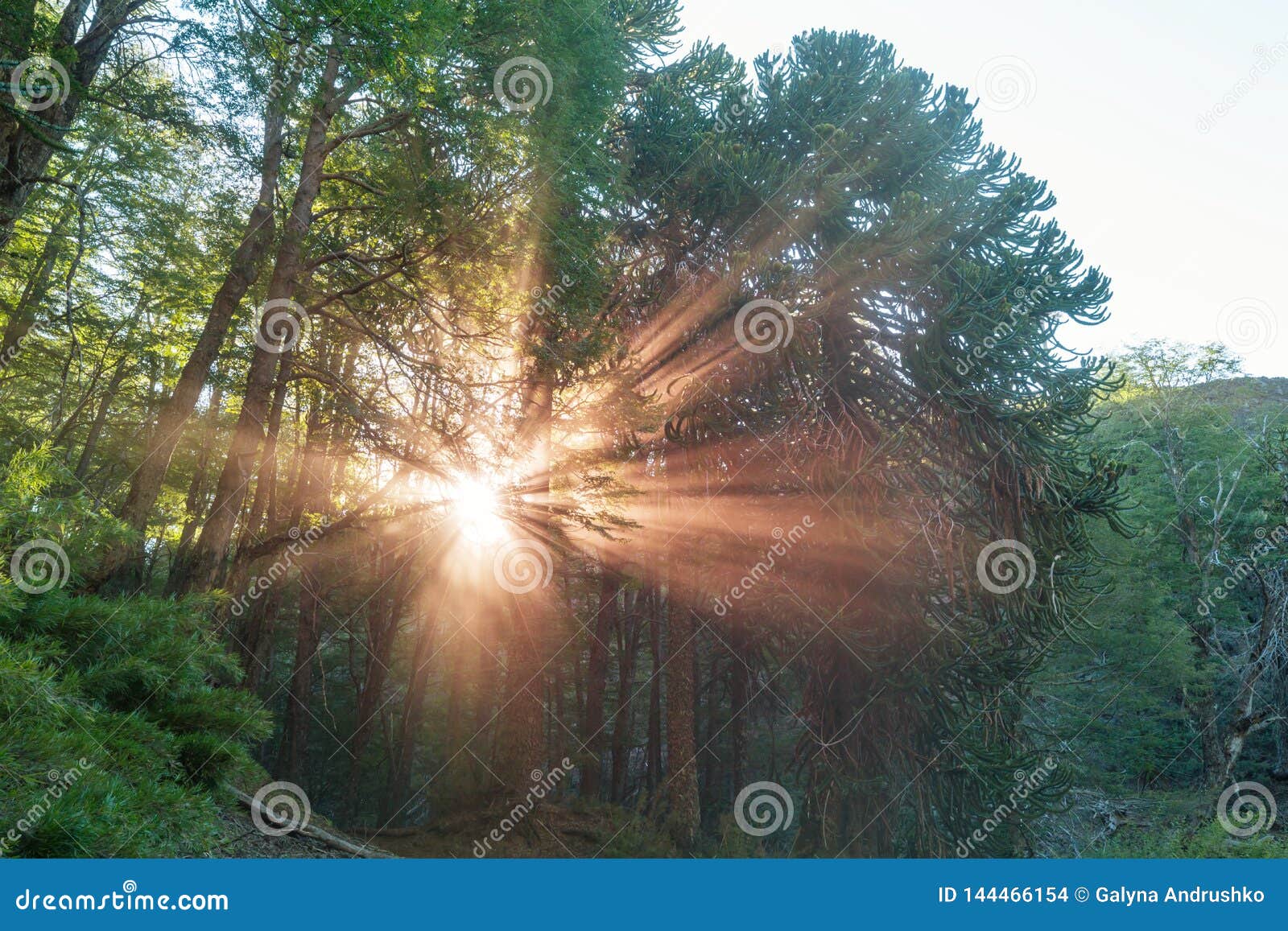 Sunny beams stock photo. Image of sunbeams, beautiful - 144466154