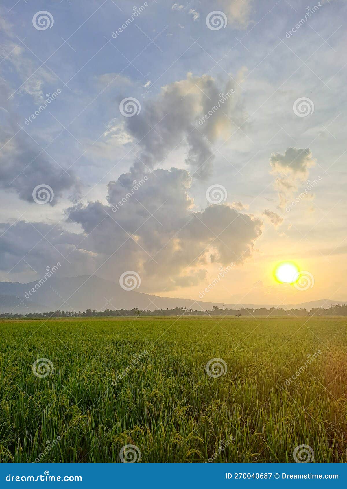 Sunny and Beautiful Afternoon Rice Fields Stock Image - Image of ...