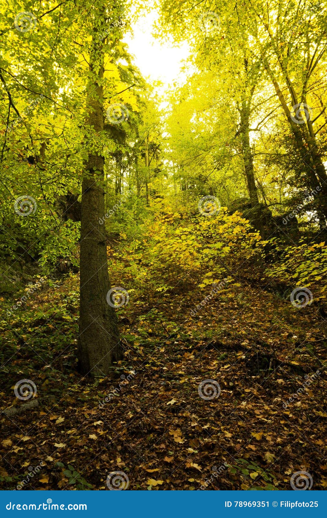 Sunny Beech Tree Forest in Fall Stock Image - Image of path, beech ...