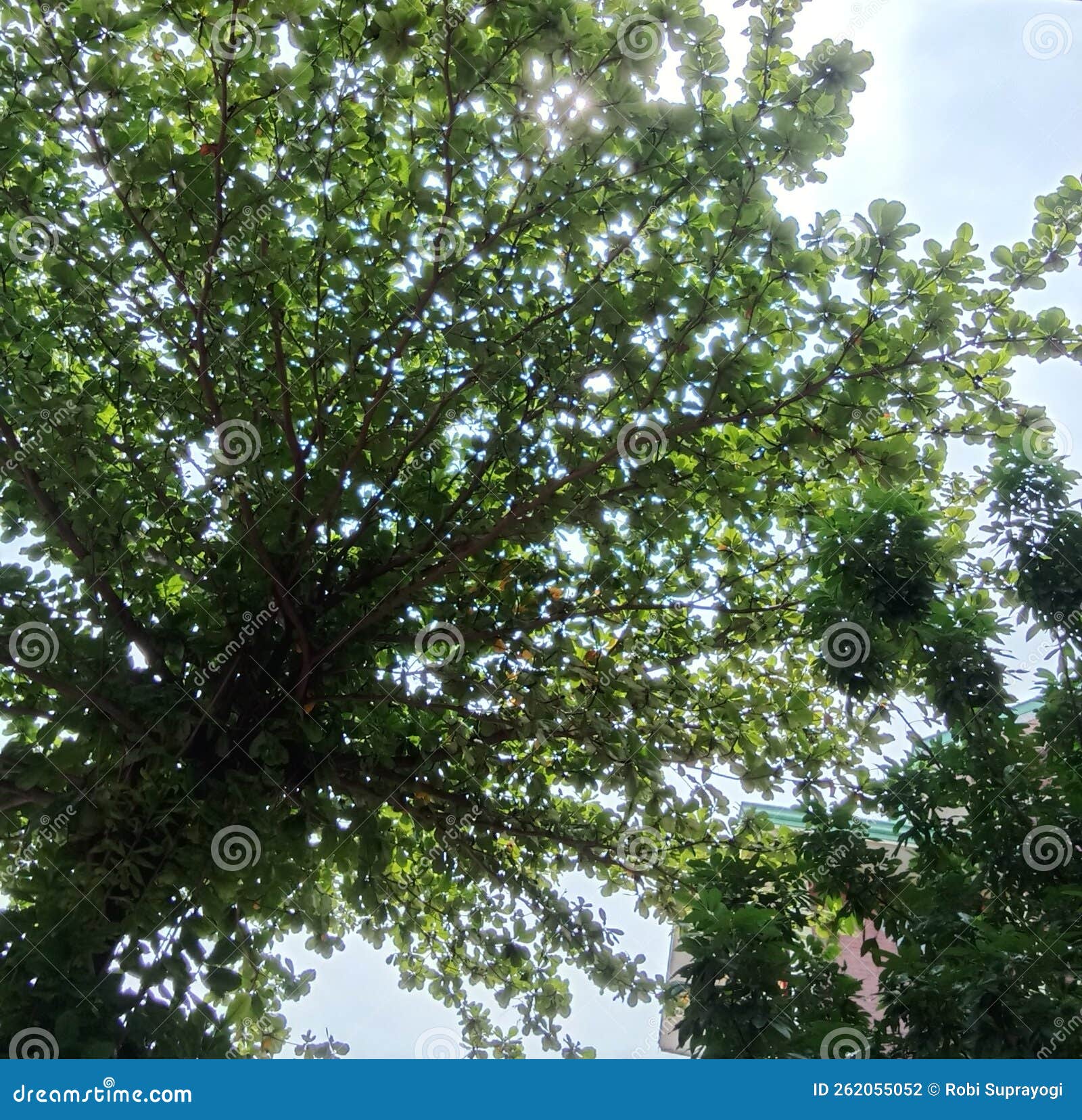 Sunny Bright Day Under a Shady Tree Feeling the Breeze Stock Photo ...