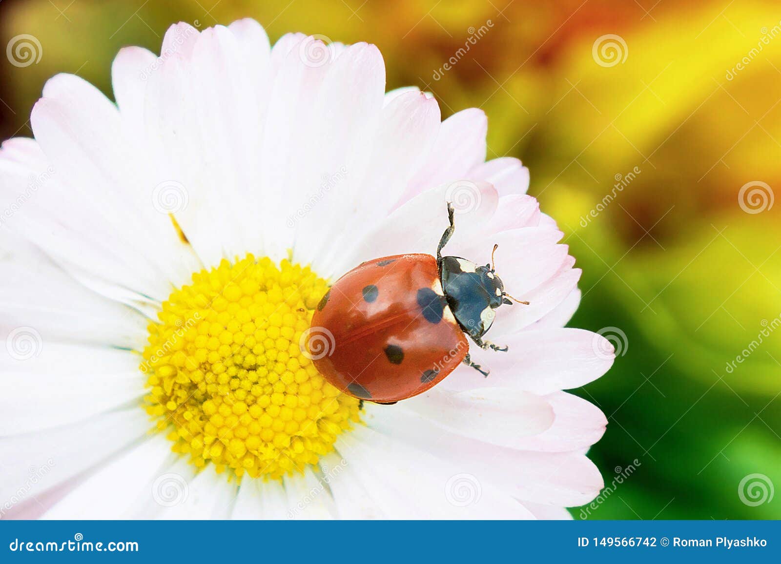 Colored Flower Photos and Insects Stock Photo - Image of colored ...