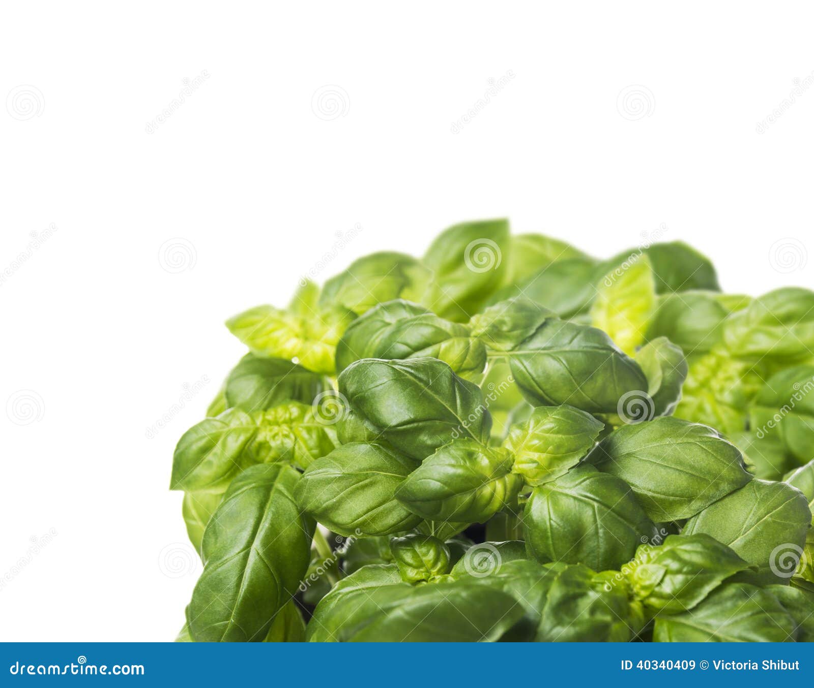 Sunny Bunch of Basil ,border Corner, Isolated Stock Image - Image of ...