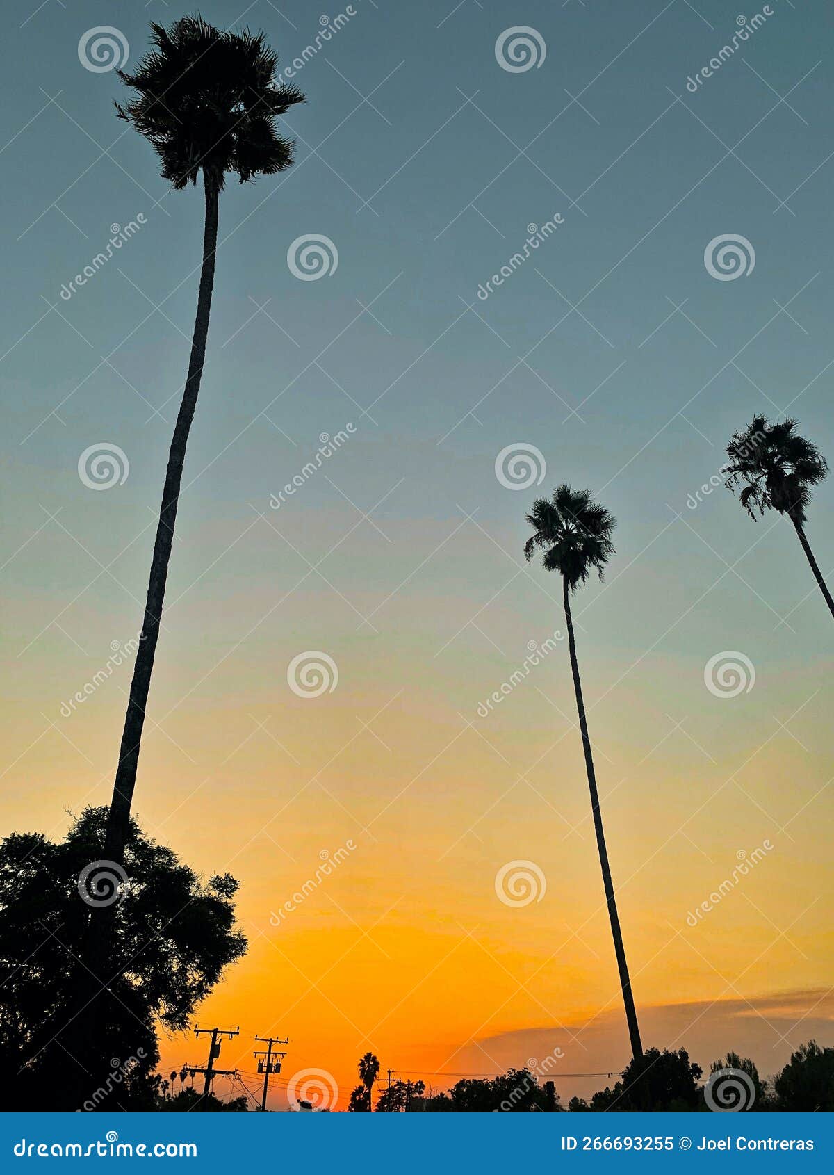 Cali palm trees stock image. Image of california, palms - 266693255