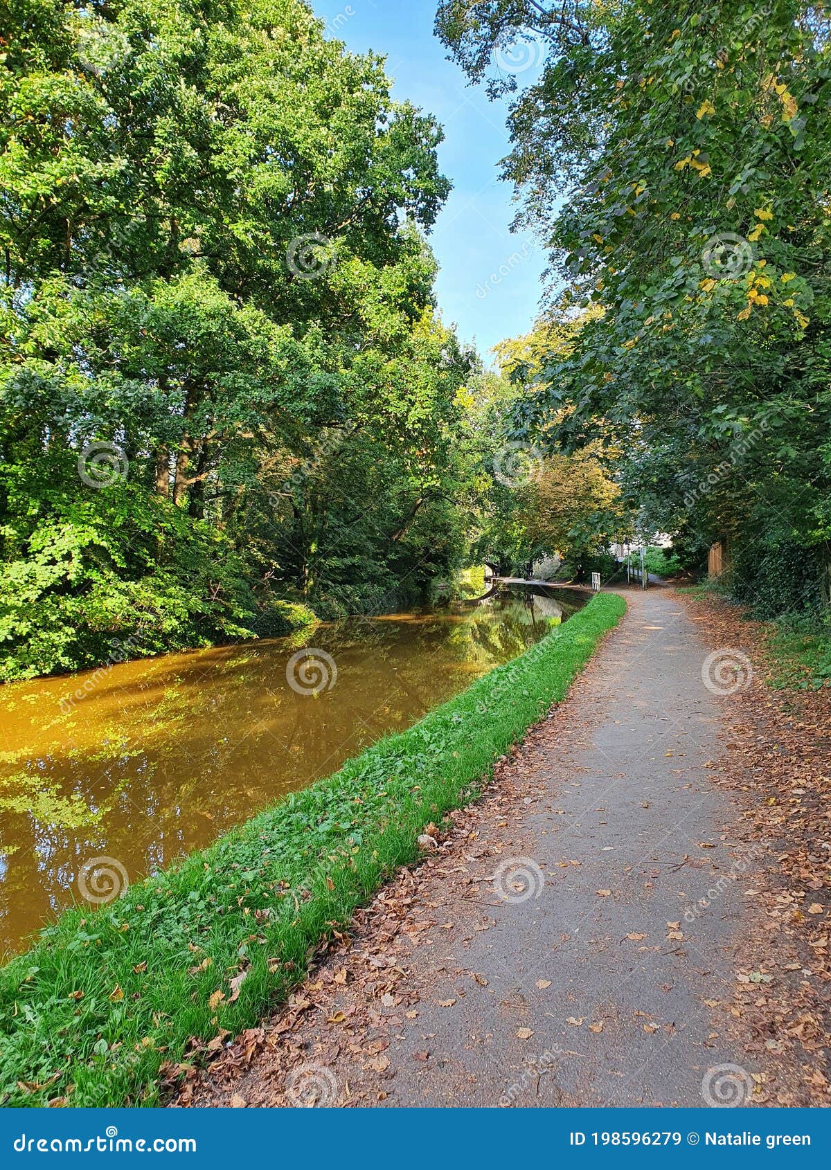 Sunny can walk stock image. Image of shrub, soil, tree - 198596279