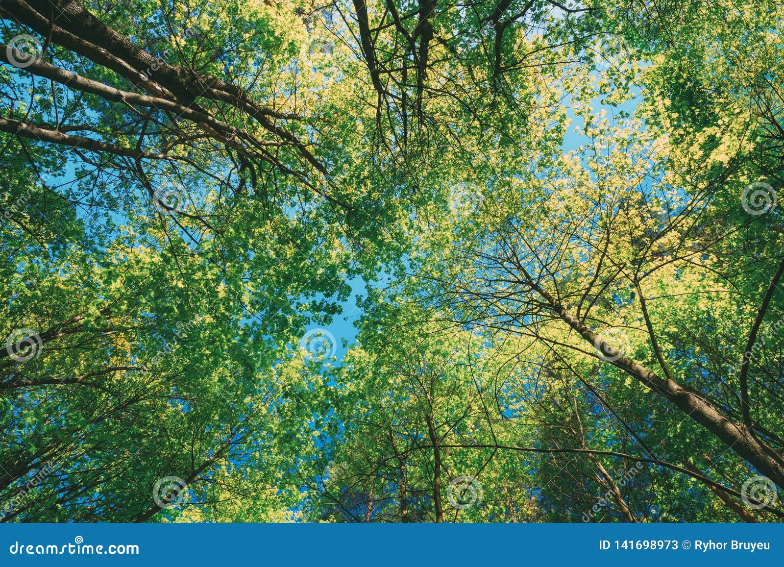 Sunny Canopy of Tall Trees. Sunlight in Deciduous Forest, Summer Nature ...