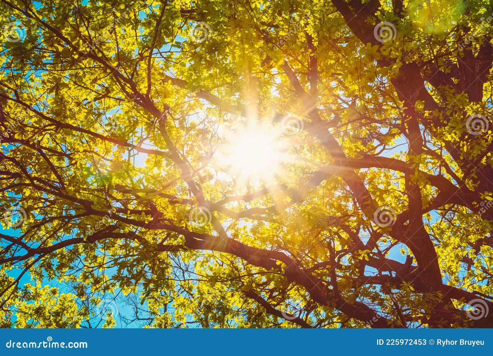 Sunny Canopy of Tall Trees. Sunlight in Deciduous Forest, Summer Nature ...
