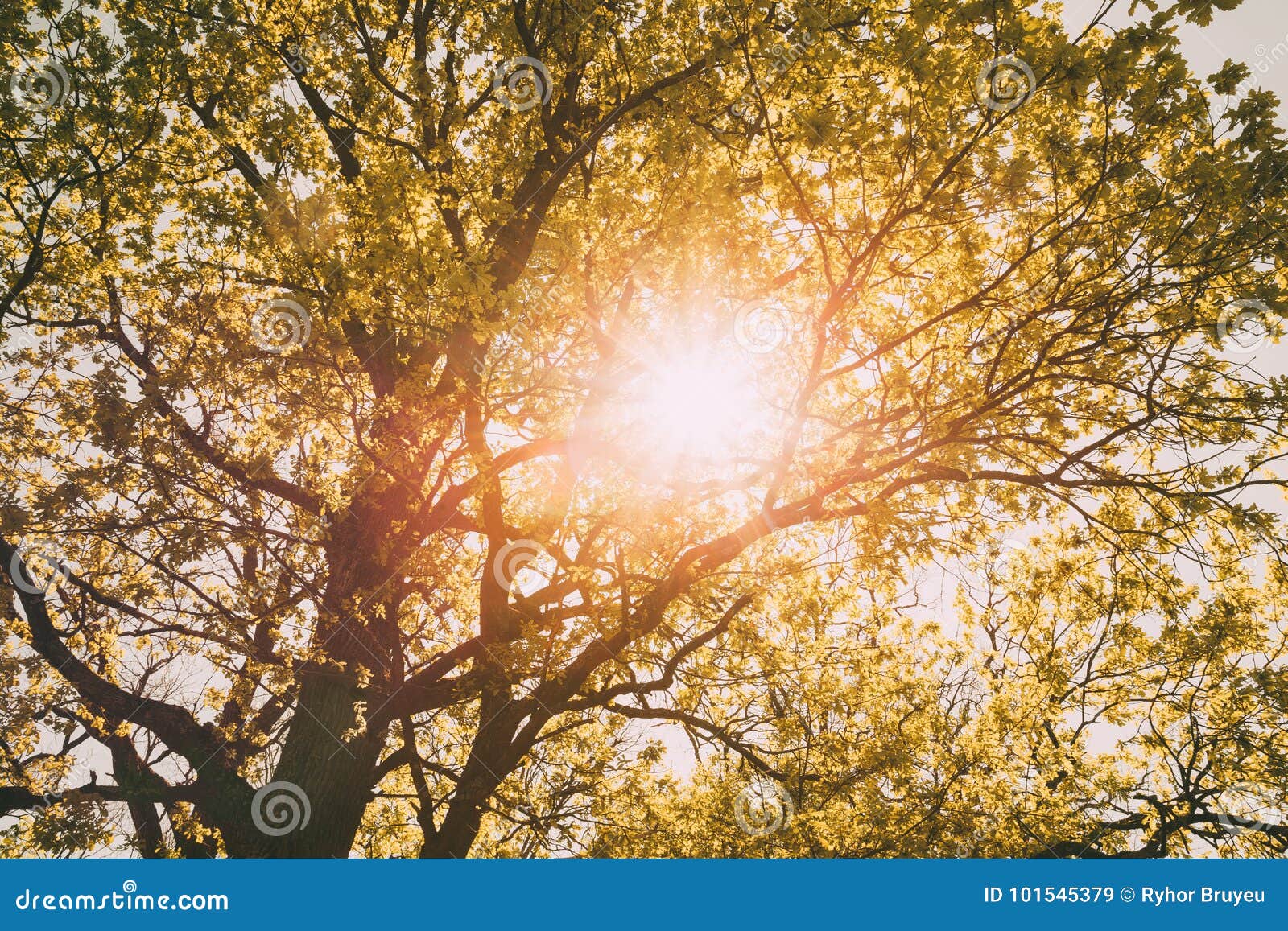 Sunny Canopy of Tall Trees. Sunlight in Deciduous Forest, Summer Stock ...