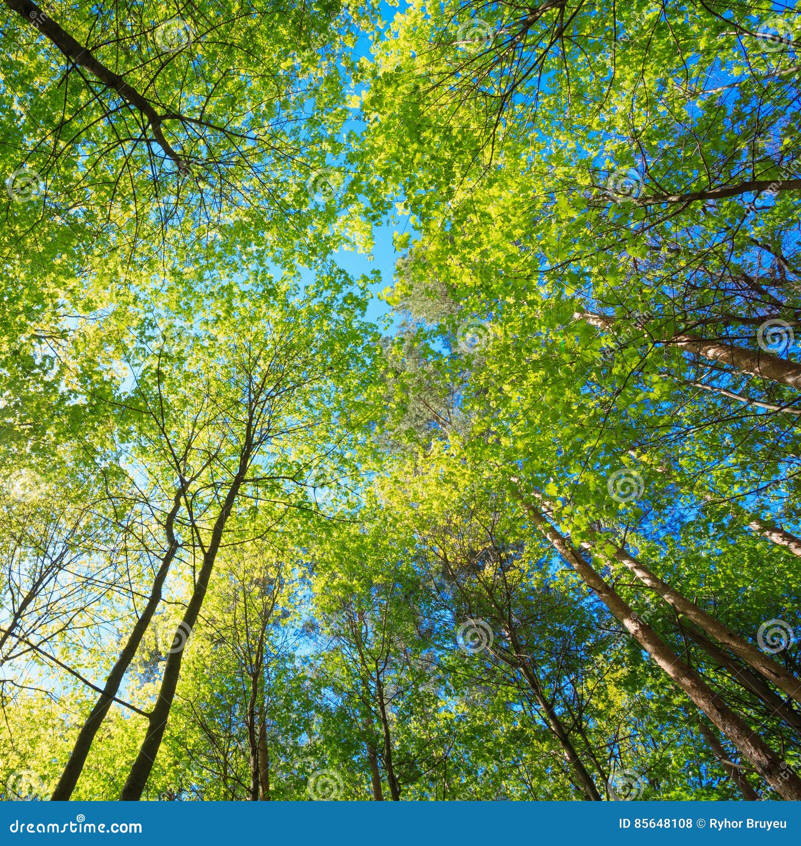 The Canopy Of Tall Trees Framing A Clear Blue Sky Royalty-Free Stock ...