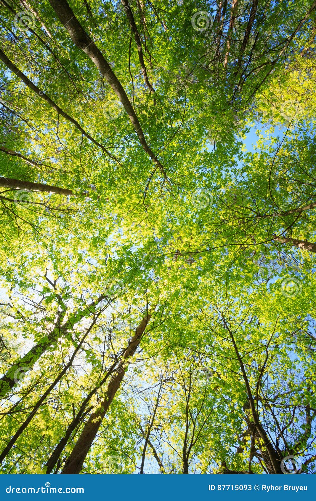 Deciduous Forest Maple Tree