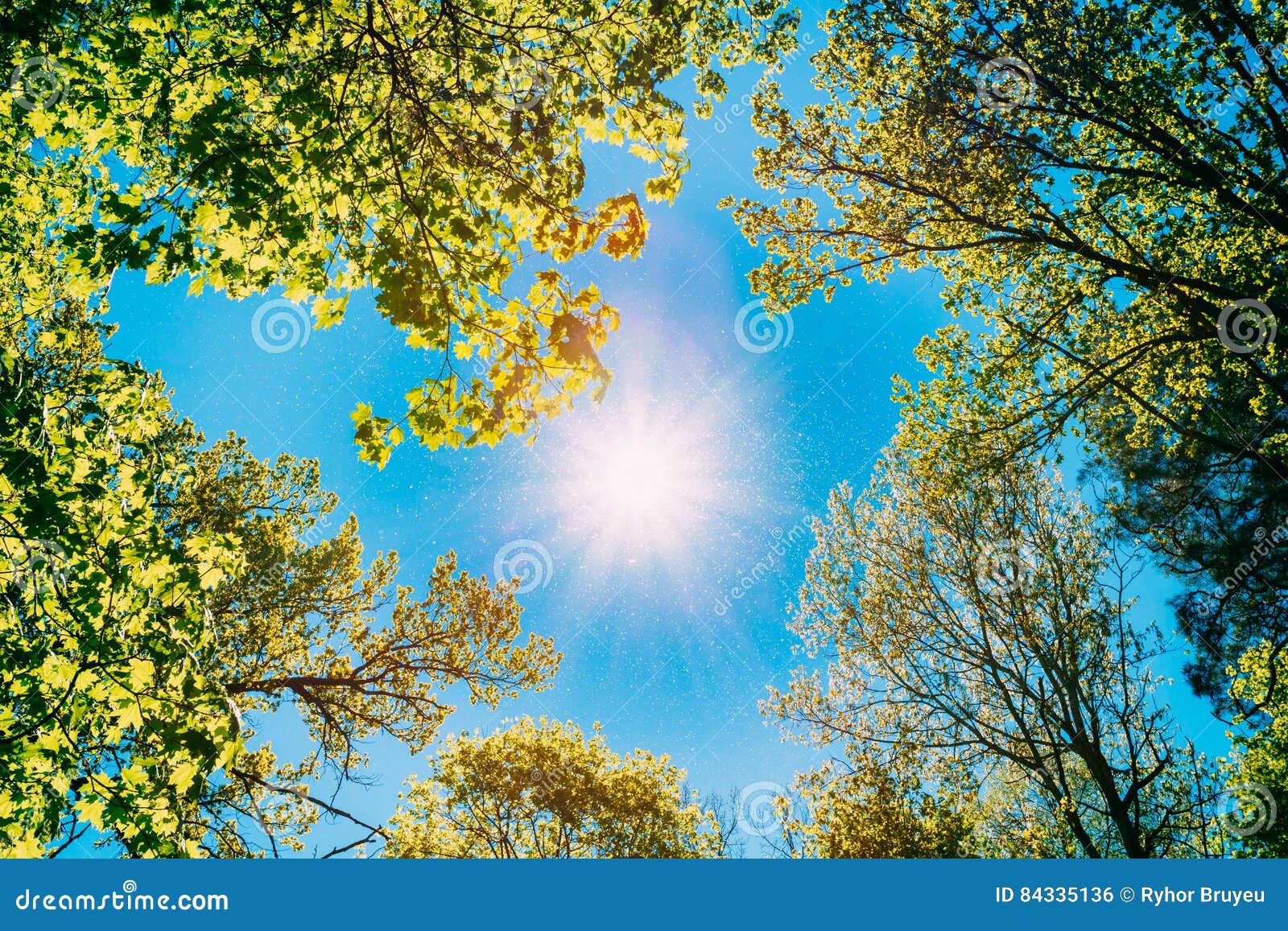 Sunny Canopy of Tall Trees. Sunlight in Deciduous Forest, Summer Stock ...