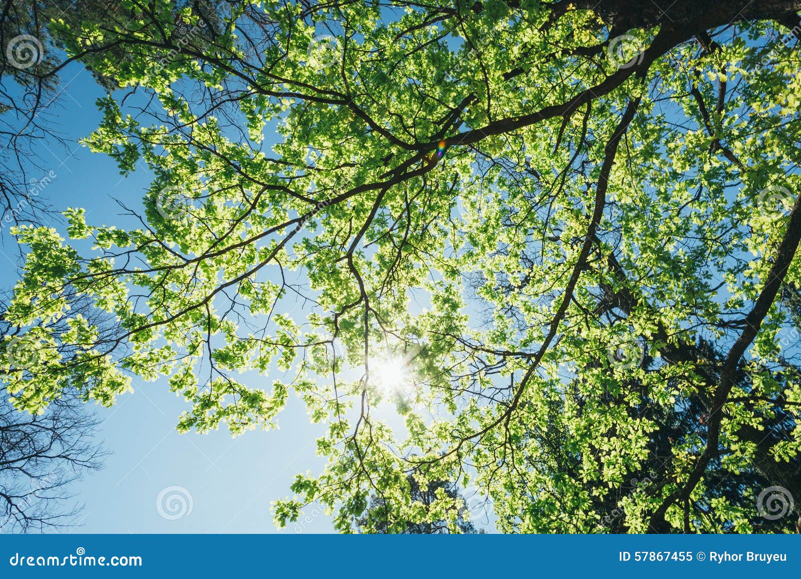Sunny Canopy of Tall Trees. Sunlight in Deciduous Stock Image - Image ...
