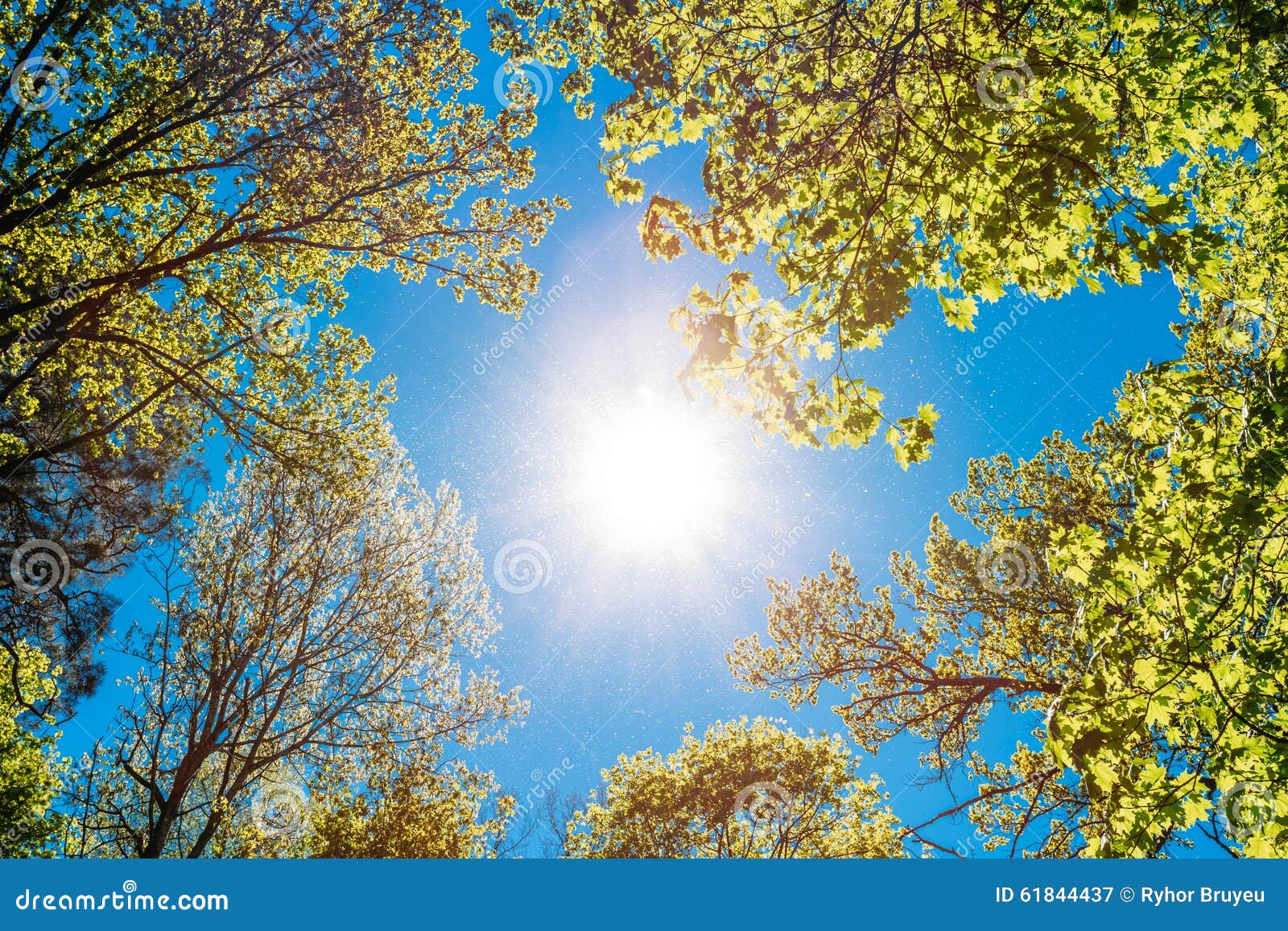 Sunny Canopy of Tall Trees. Sunlight in Deciduous Stock Image - Image ...
