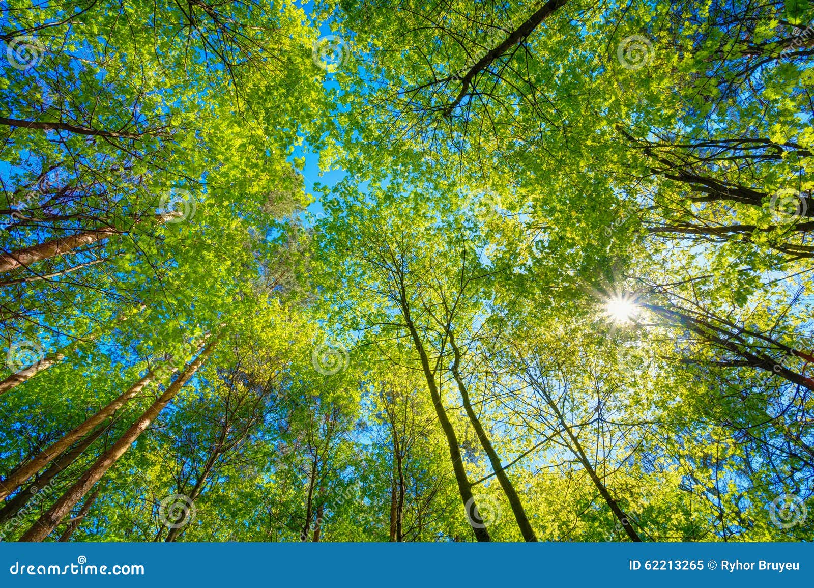 Sunny Canopy of Tall Trees. Sunlight in Deciduous Stock Image - Image ...