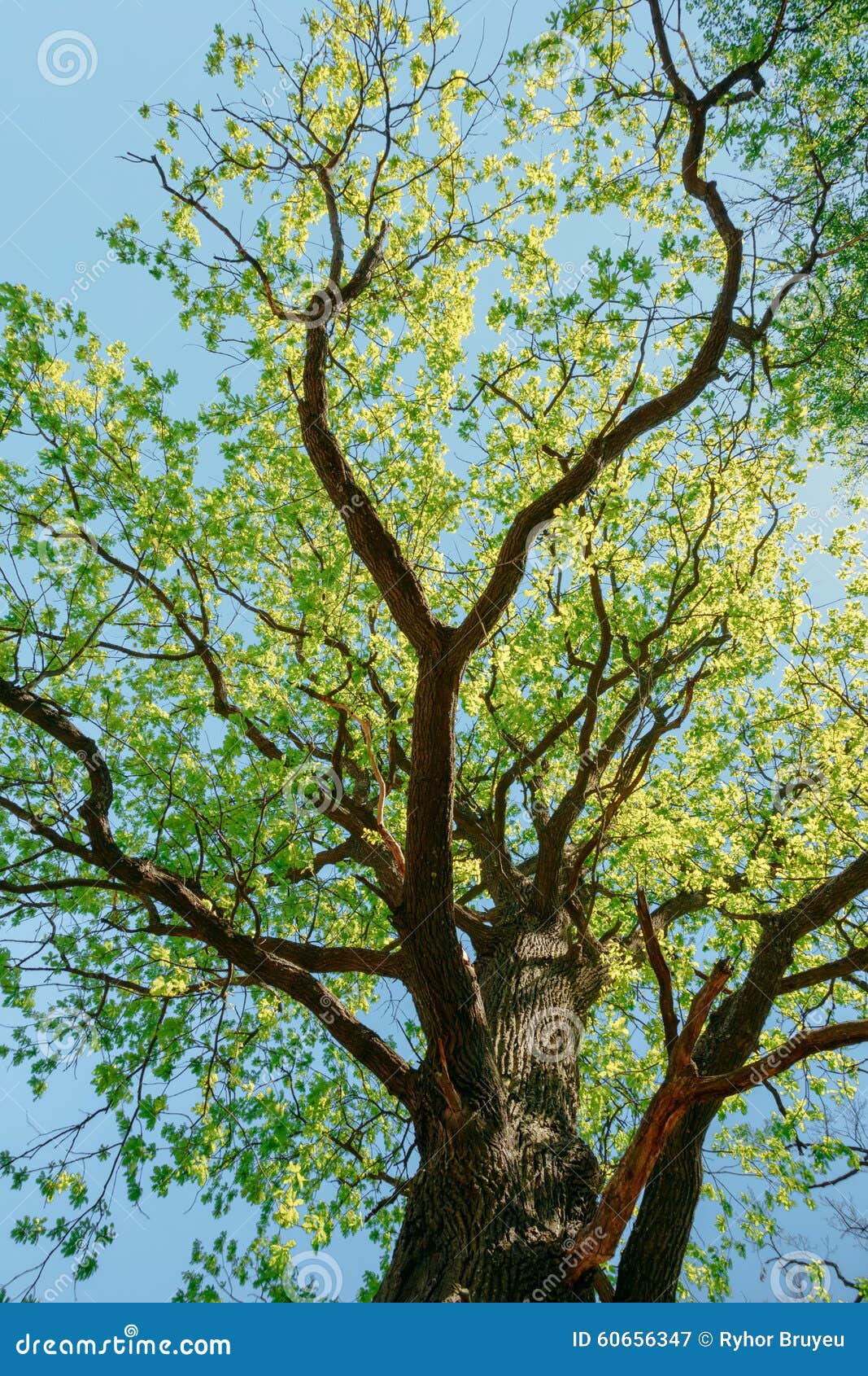 Sunny Canopy of Tall Trees. Sunlight in Deciduous Stock Image - Image ...