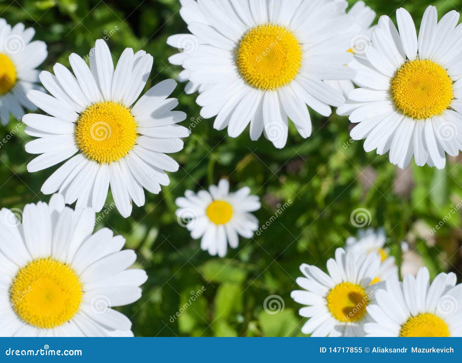 Sunny Chamomile Field Closeup Stock Image Image Of Chamomile Close