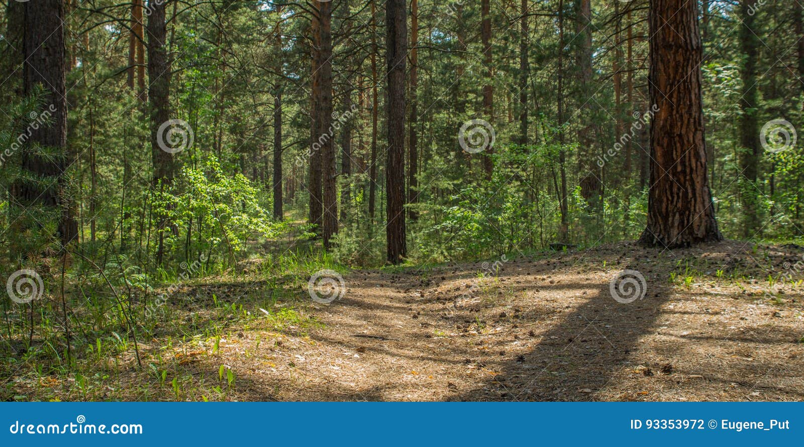 Sunny Clearing in the Forest on a Summer Day Stock Photo - Image of ...