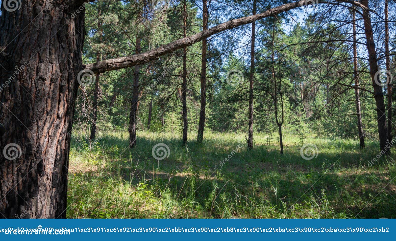 Sunny Clearing in a Pine Forest Stock Photo - Image of country, nature ...