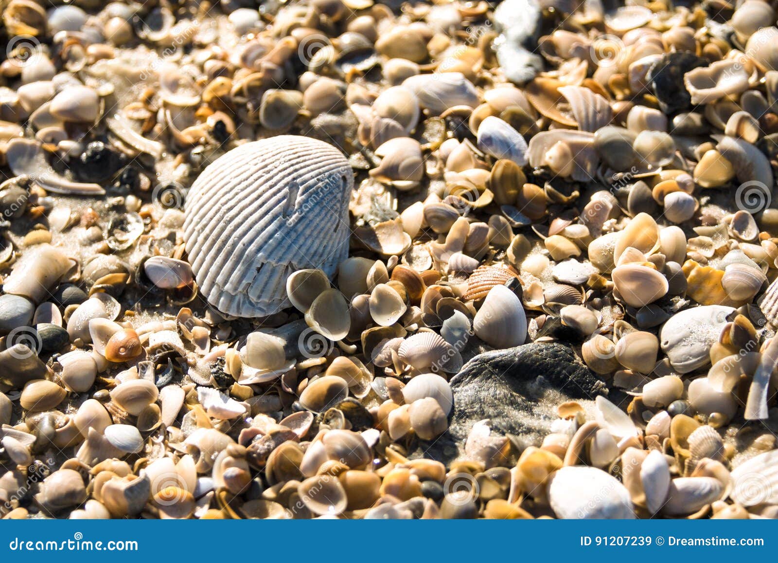 Sunny Closeup of a Scallop Shell on Top of a Bed of Assorted Smaller ...