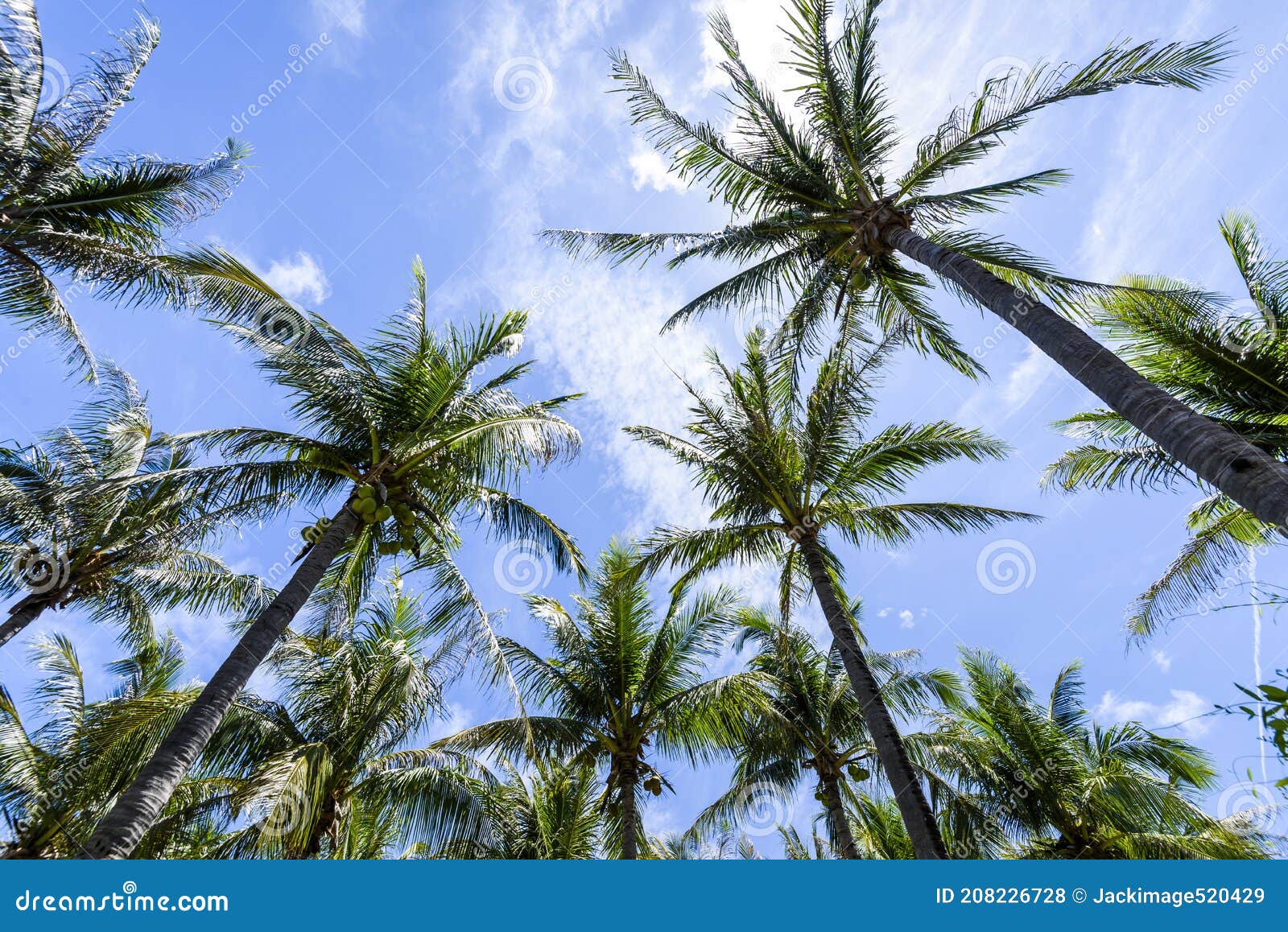 Lush Coconut Trees in the Park Stock Photo - Image of asian, detail ...