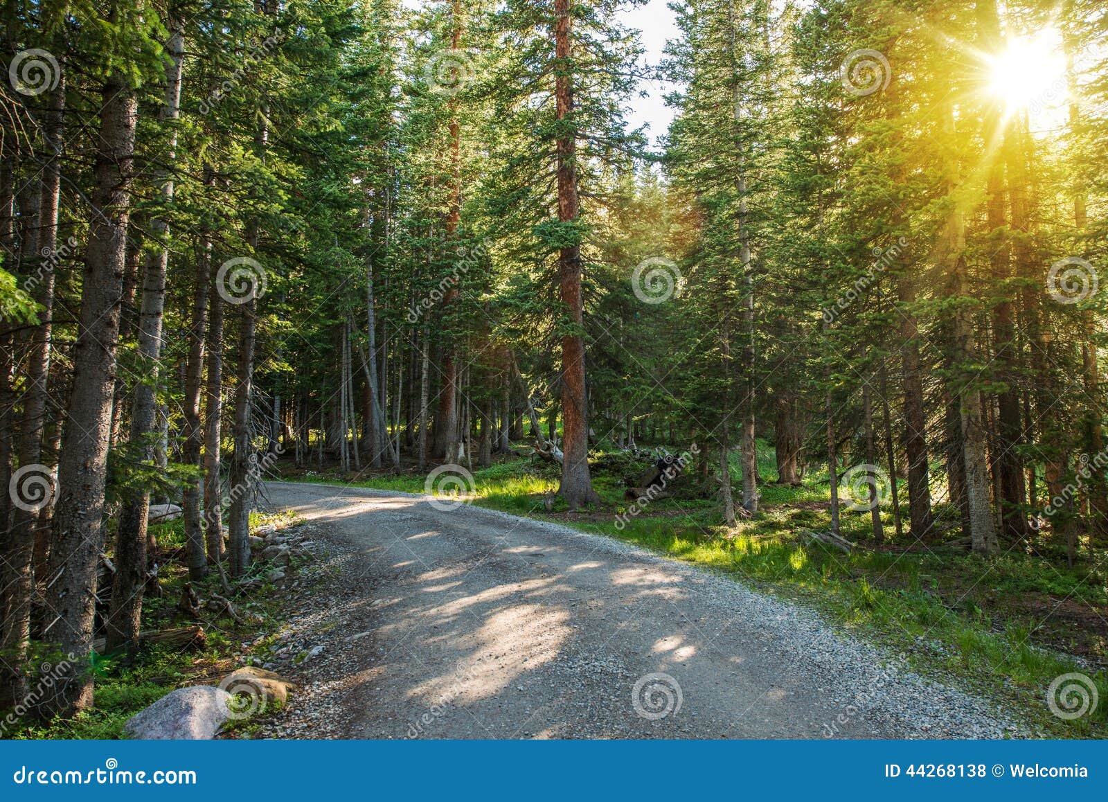 Sunny Colorado Forest Road stock photo. Image of hiking - 44268138