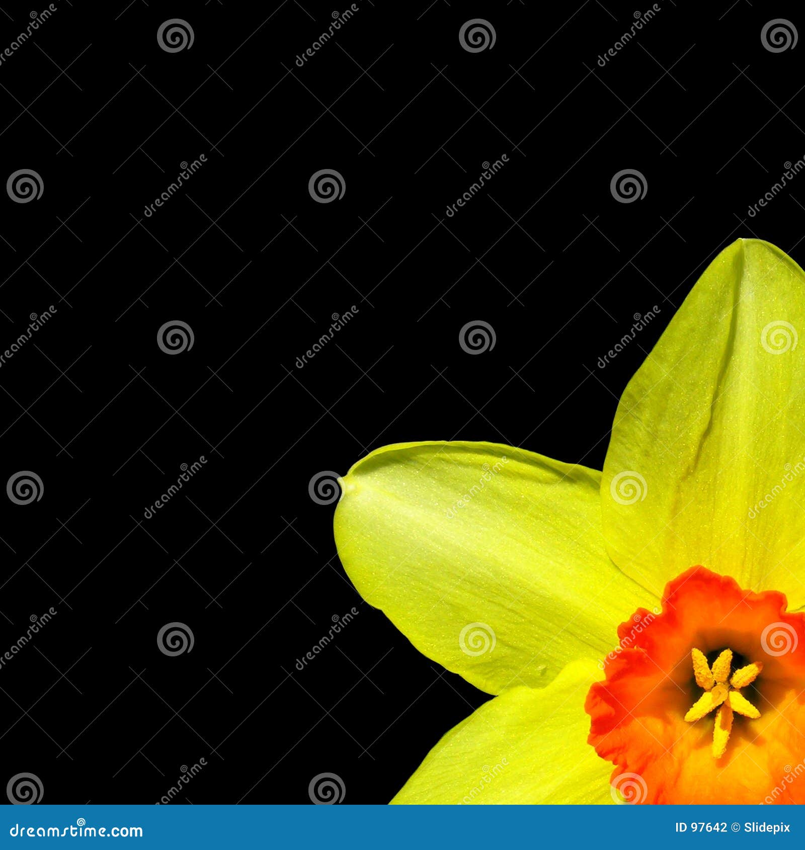 Sunny Colours stock photo. Image of black, fierce, sunny - 97642