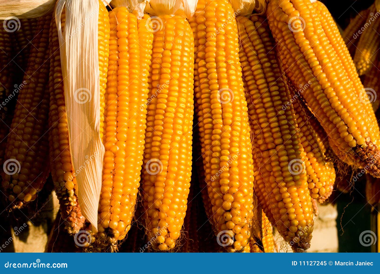 Sunny corn stock image. Image of cocoons, yellow, letters - 11127245