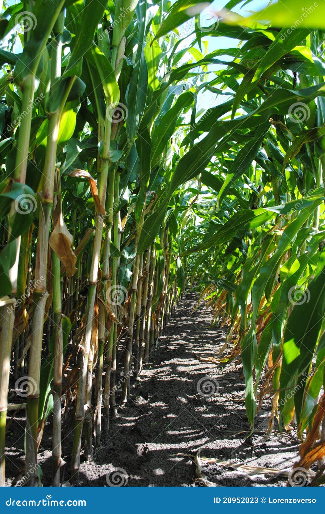 Through the Sunny Corn Field Stock Image - Image of rural, farm: 20952023