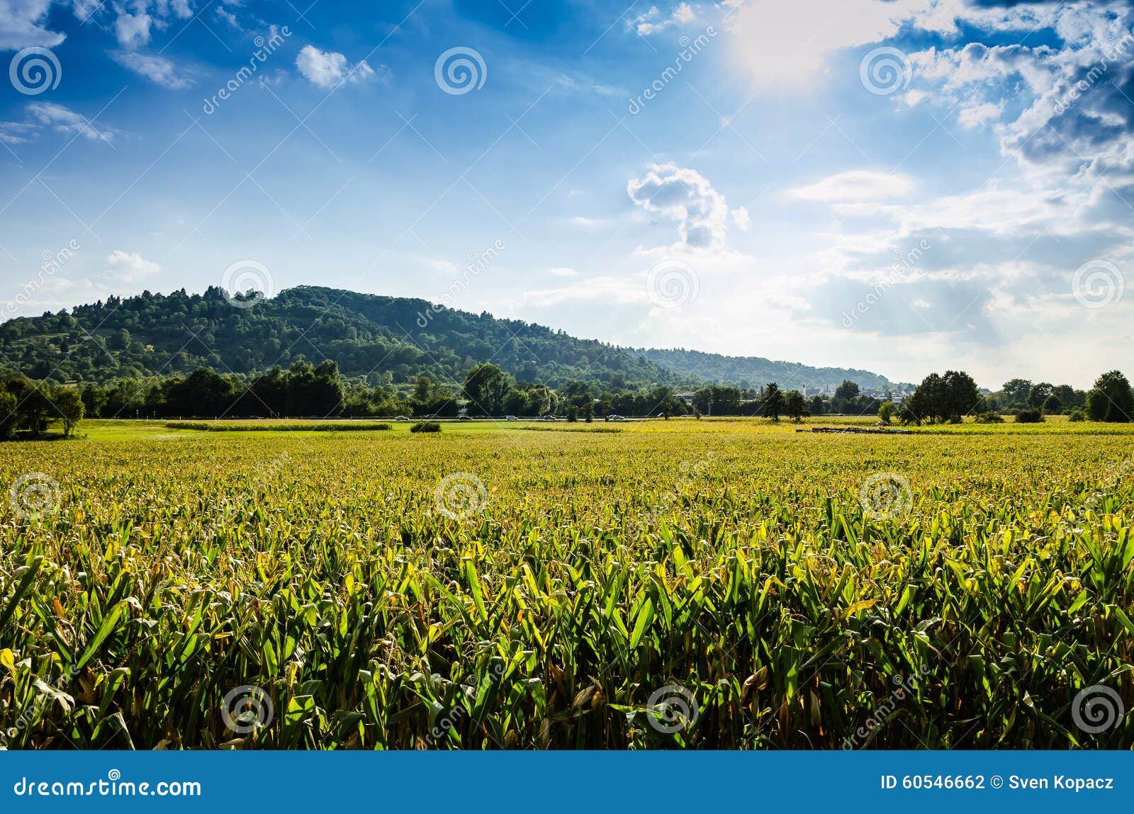 Sunny corn field stock photo. Image of field, landscape - 60546662