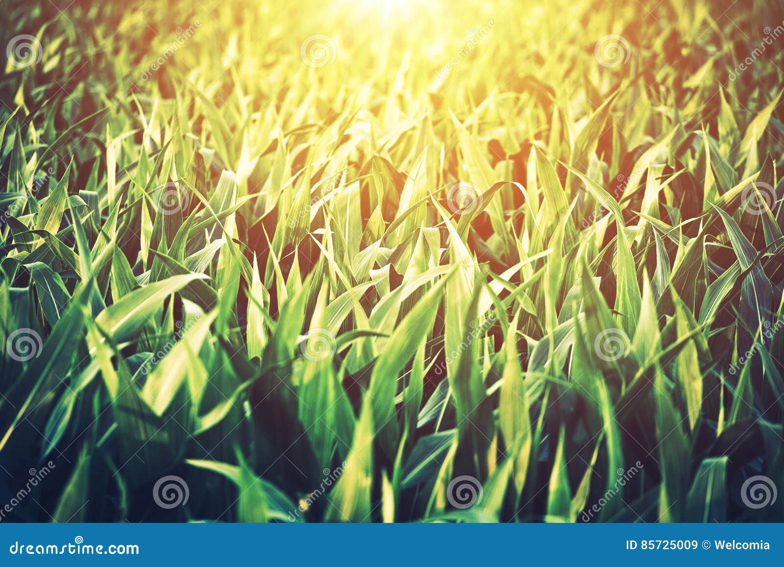 Sunny Corn Field stock image. Image of fields, environment - 85725009