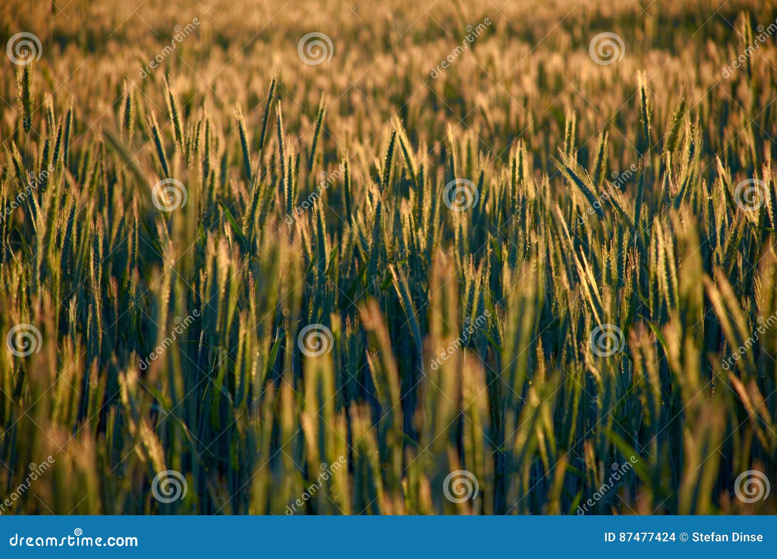 Sunny corn field stock photo. Image of close, cultivate - 87477424