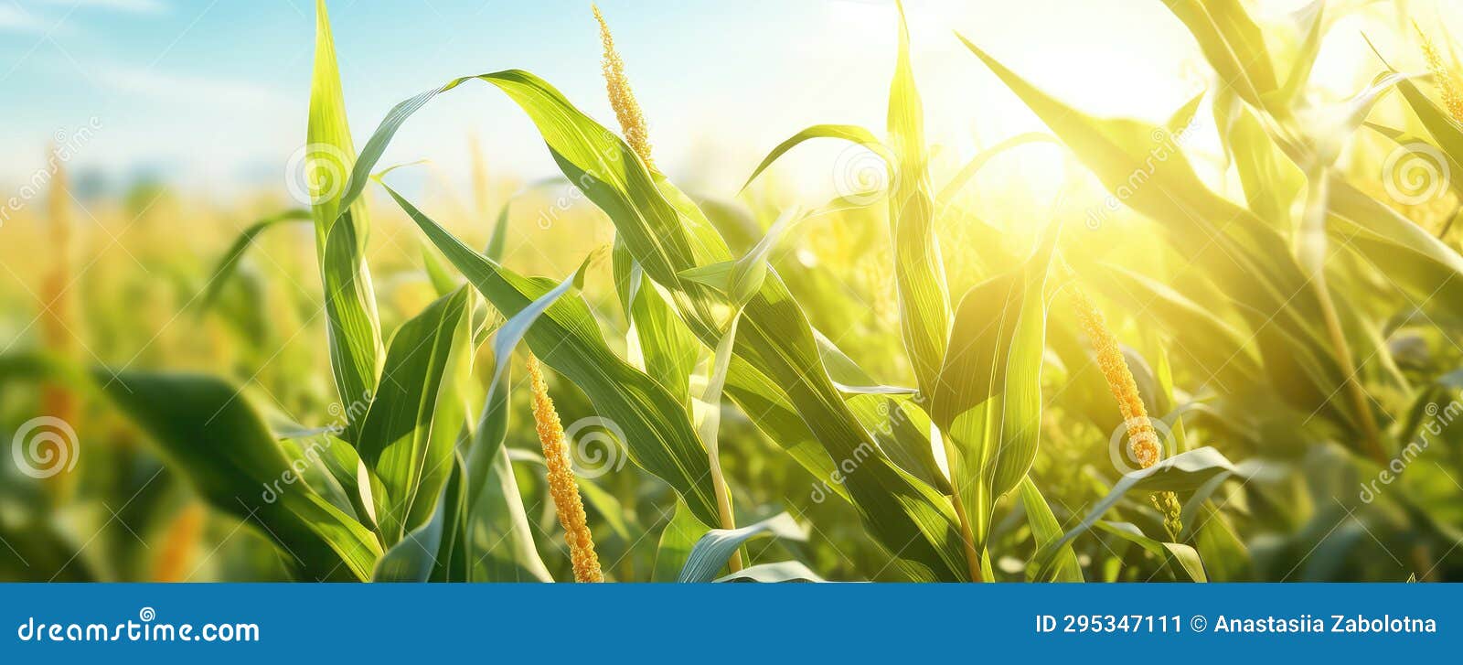 Sunny Corn Thrives in the Field Under the Suns Rays Stock Illustration ...