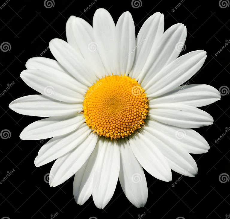 Sunny daisy stock photo. Image of botanic, floral, cheerful - 7806368