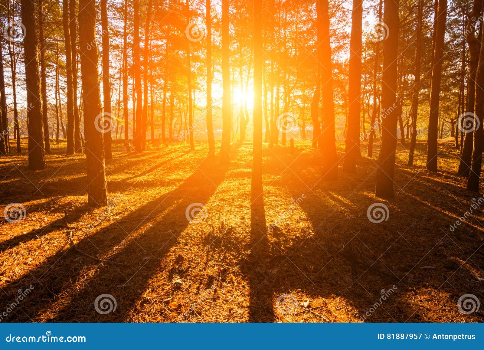 Sunny dawn in the forest stock image. Image of beautiful - 81887957