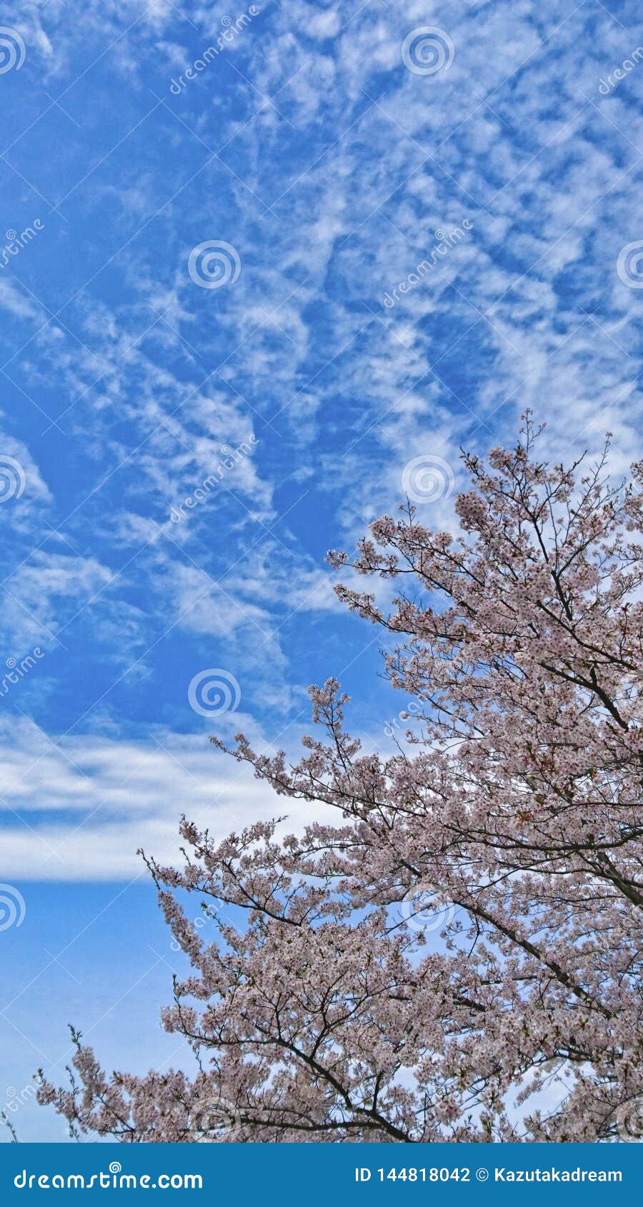 A sunny day in April. stock photo. Image of seasonal - 144818042