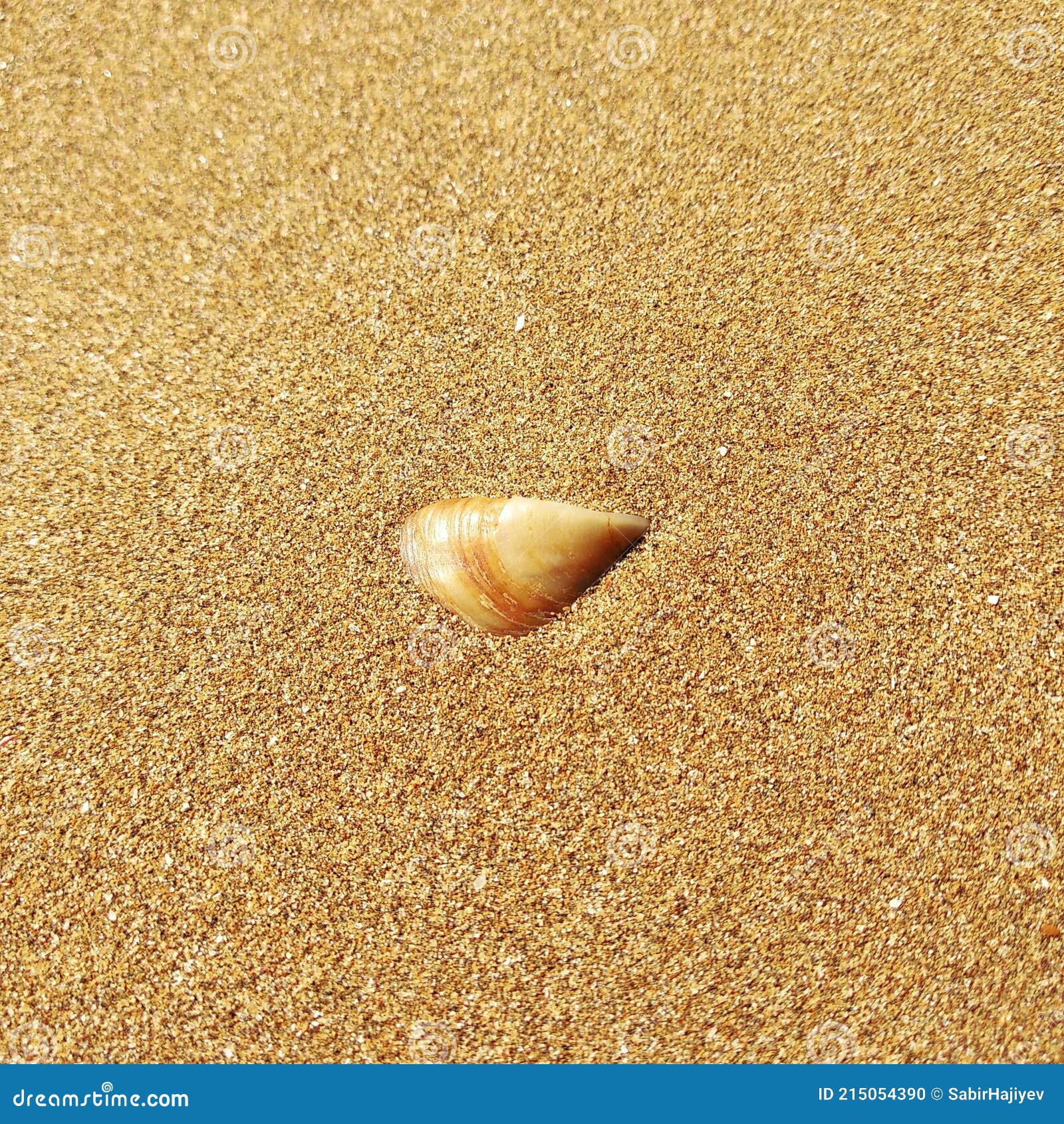 Seashell on the beach sand stock photo. Image of closeup - 215054390