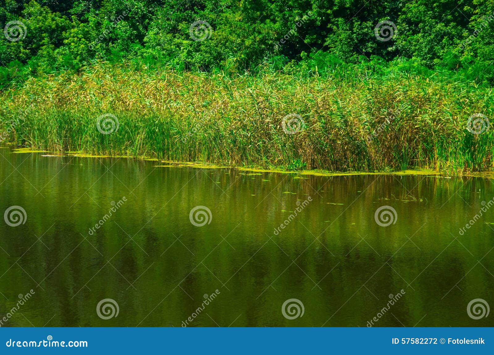 Sunny Day on a Calm River in Summer Stock Photo - Image of calm, forest ...