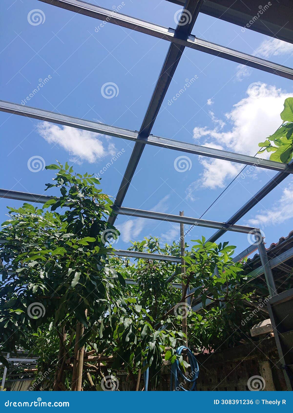 Sunny Day Cloud Fruit Plants Stock Photo - Image of sunny, fruit: 308391236