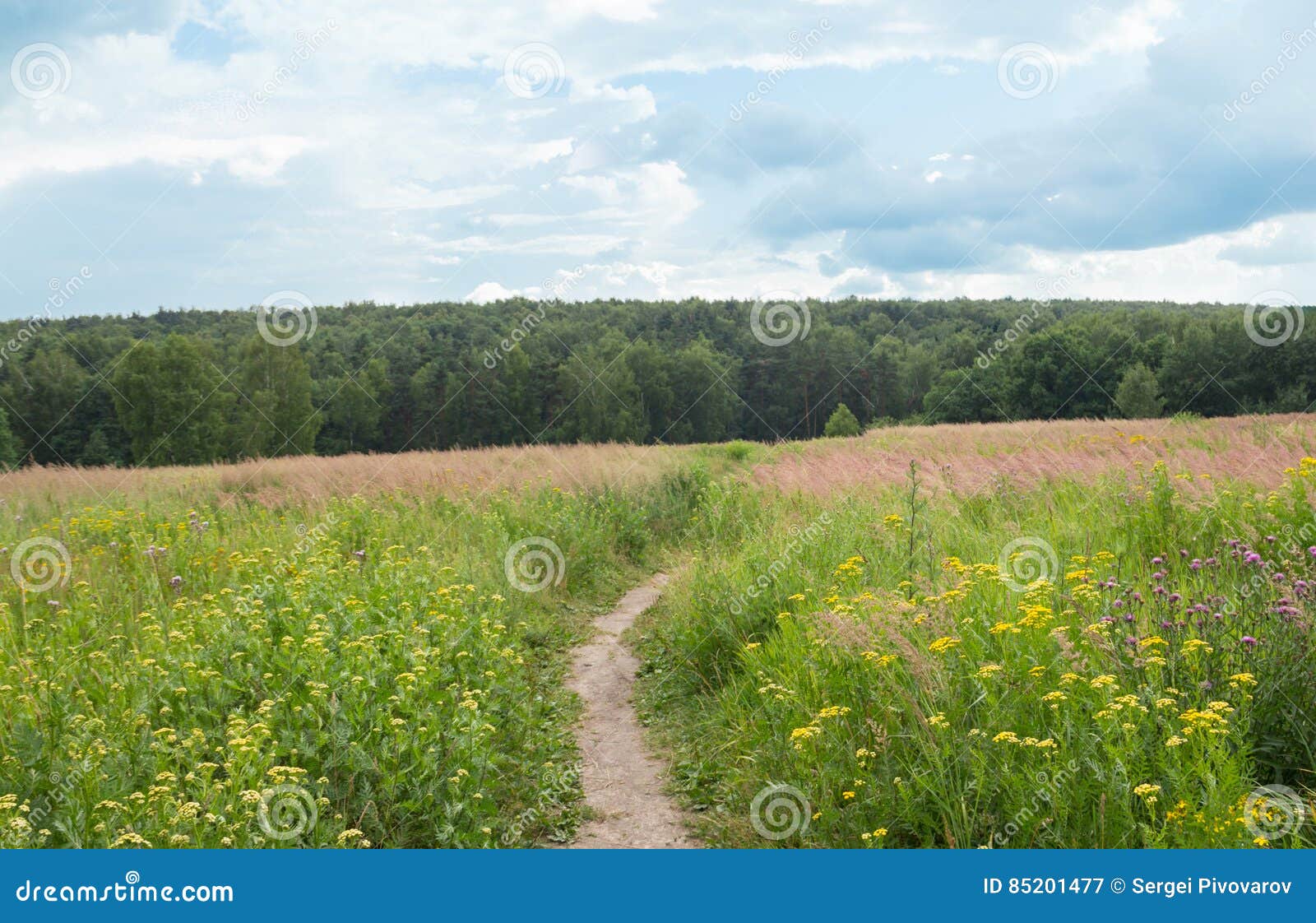 Path Through Grass Royalty-Free Stock Photo | CartoonDealer.com #7429719