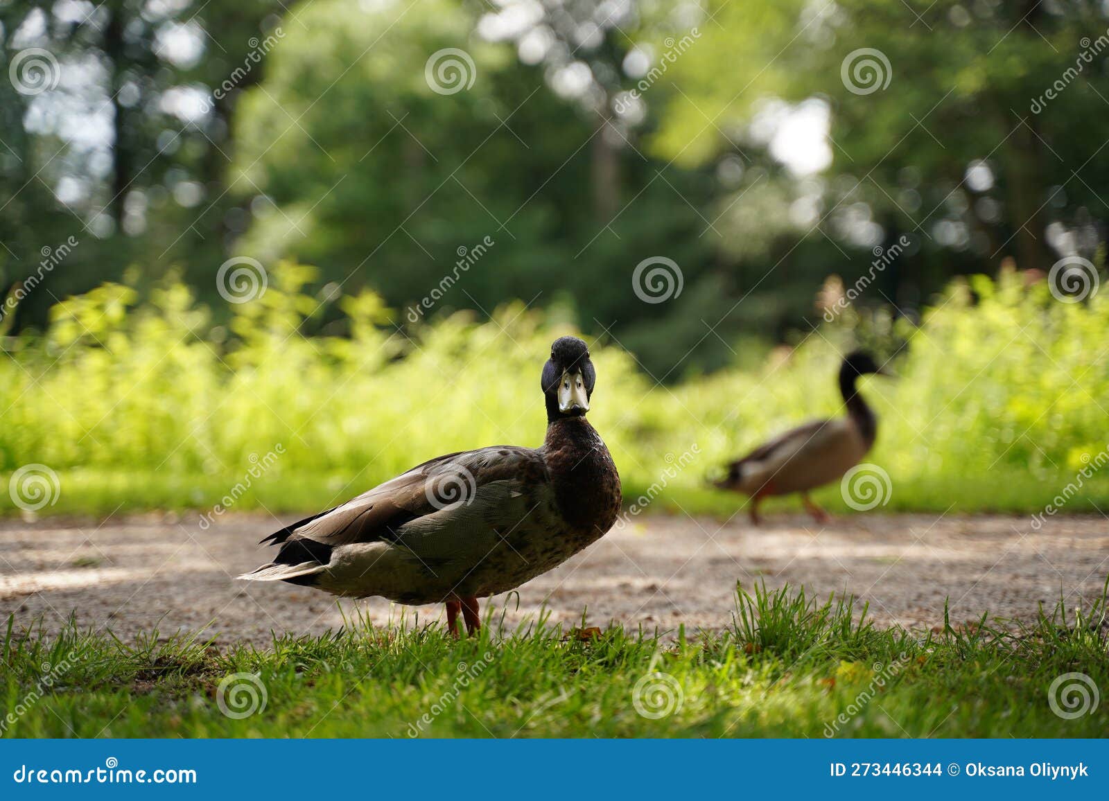 Sunny day with Cute Duck stock photo. Image of swans - 273446344