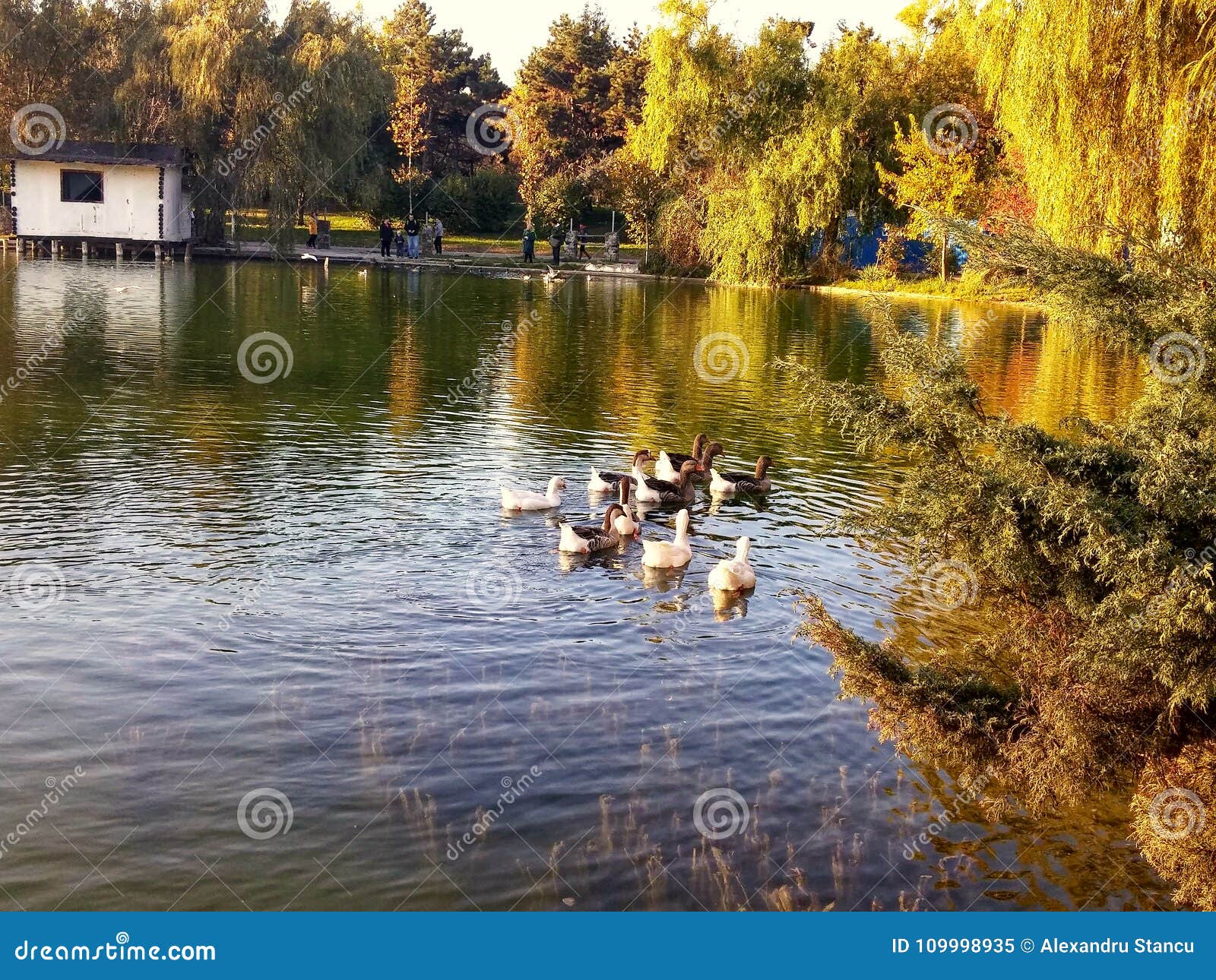 Sunny day.Ducks on lake stock image. Image of lake, duck - 109998935