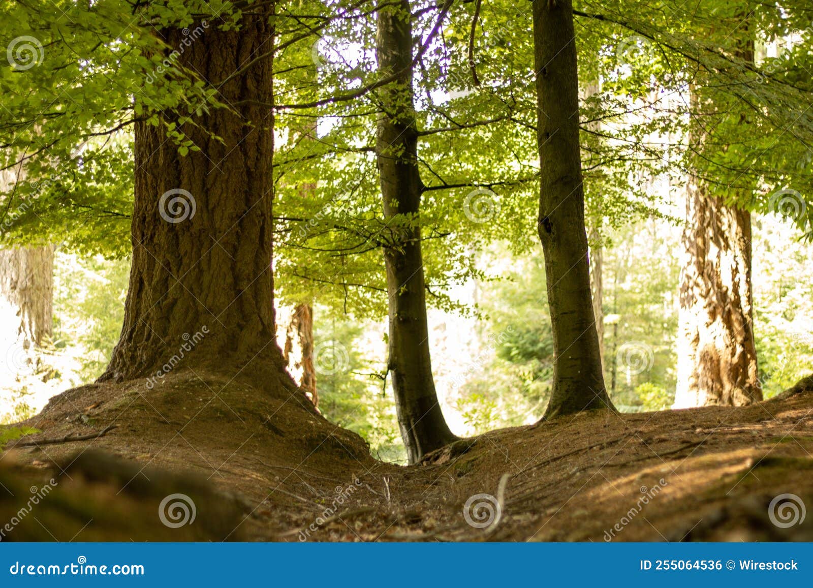 Sunny Day in a Forest with Different Types of Tall Trees Stock Photo ...