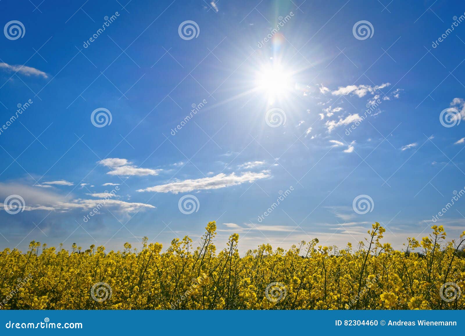 Sunny day stock photo. Image of glowing, sunny, nature - 82304460