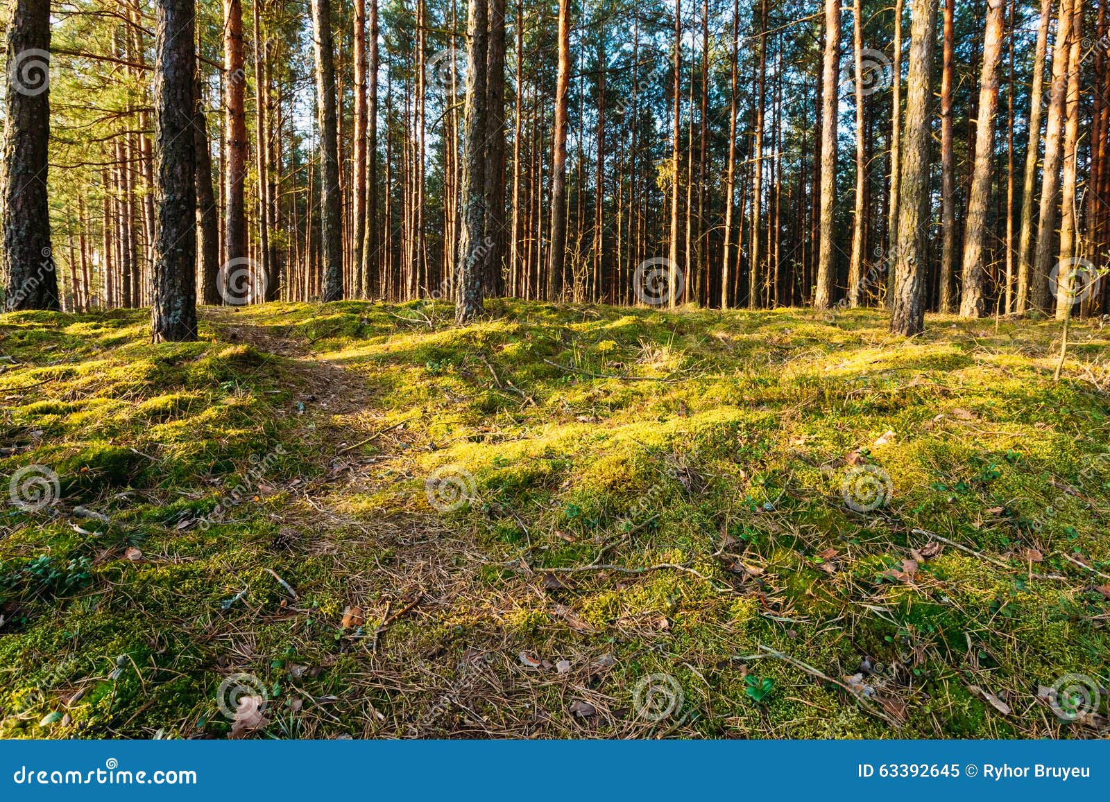 Sunny Day in Green Coniferous Forest, Spring Stock Image - Image of ...