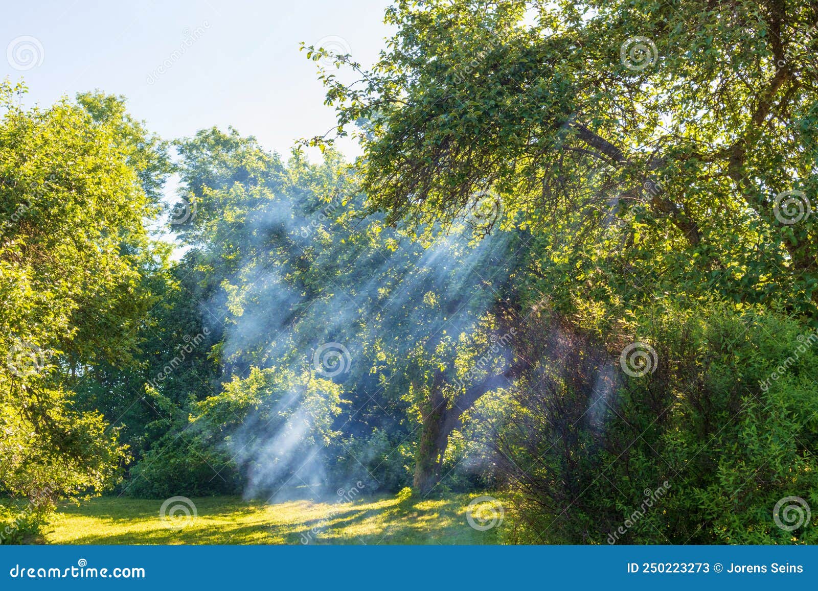 A Sunny Day with Green Trees with Sunlight Shining through Trees Stock ...