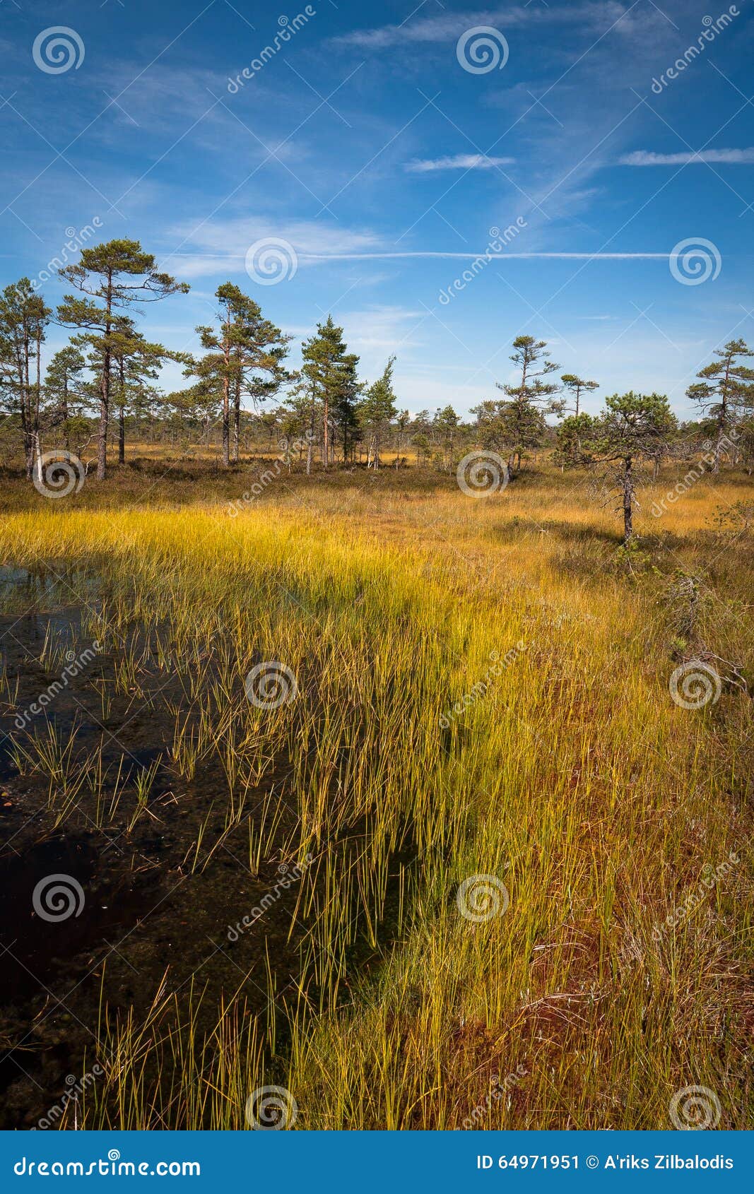 Sunny day in Nigula marsh stock image. Image of beauty - 64971951