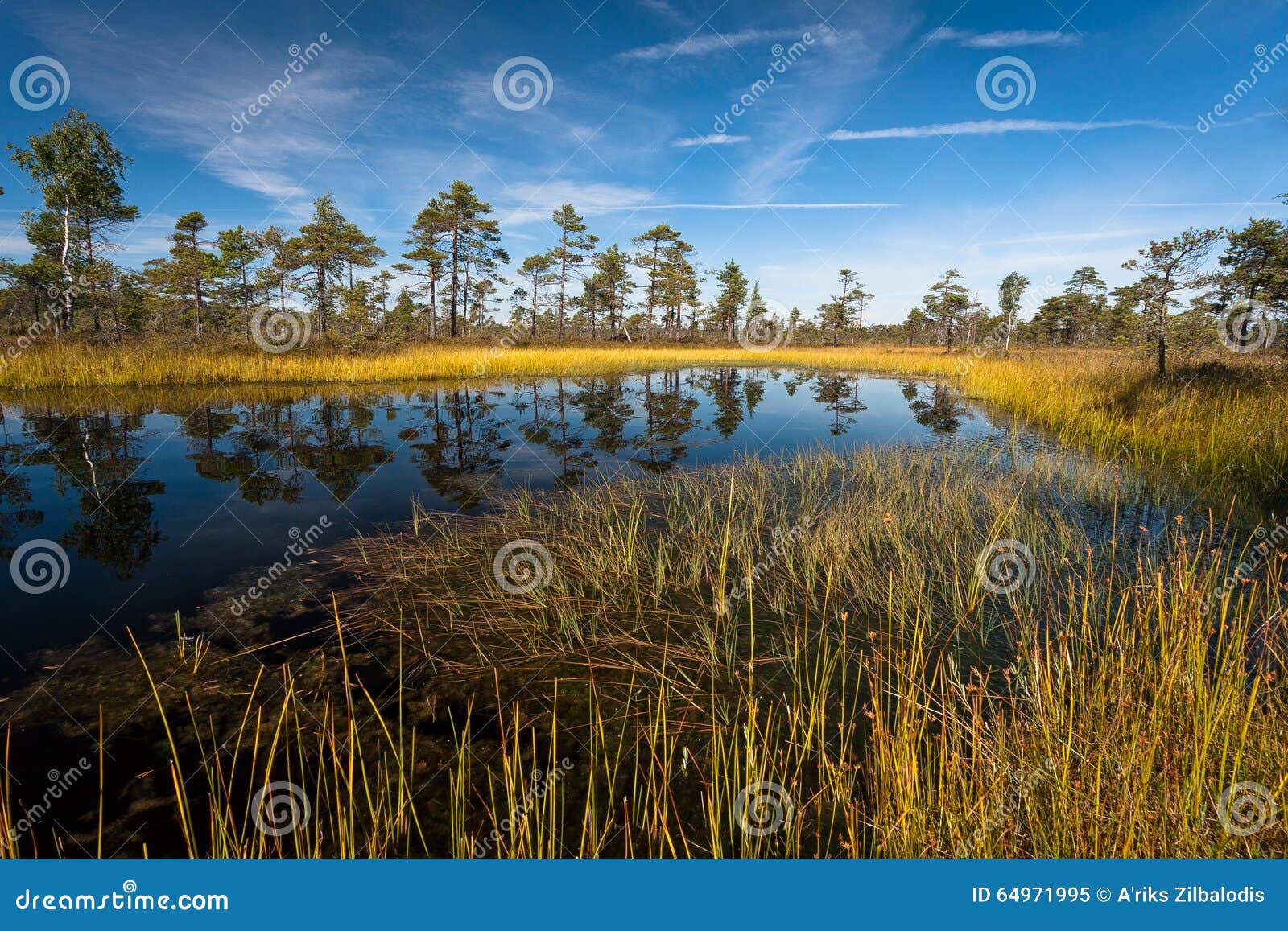 Sunny day in Nigula marsh stock image. Image of glade - 64971995