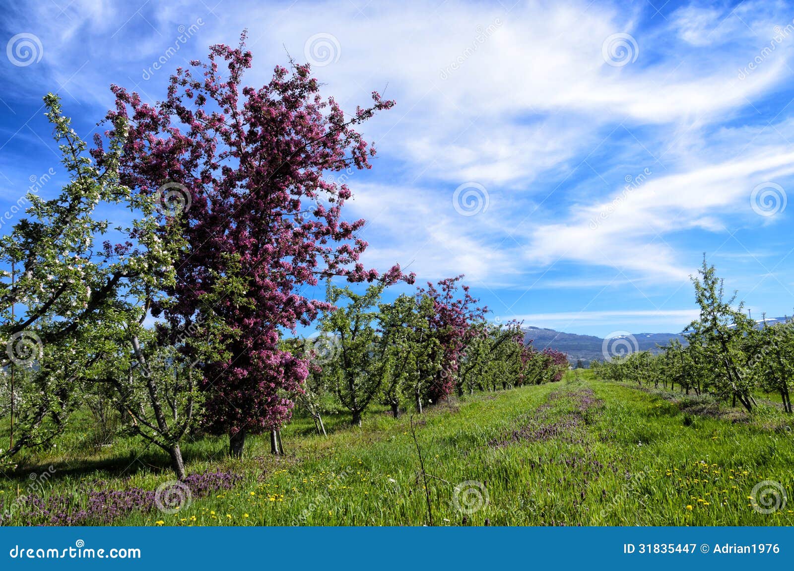 Sunny day orchard stock image. Image of blue, horticulture - 31835447