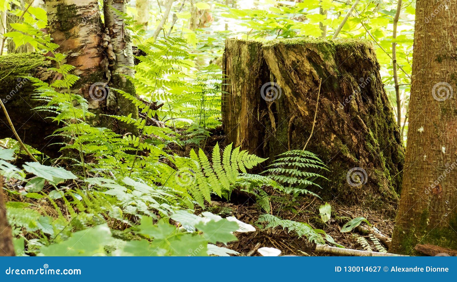 Temperate Forest with Old Tree Trunks and Ferns Stock Image - Image of ...