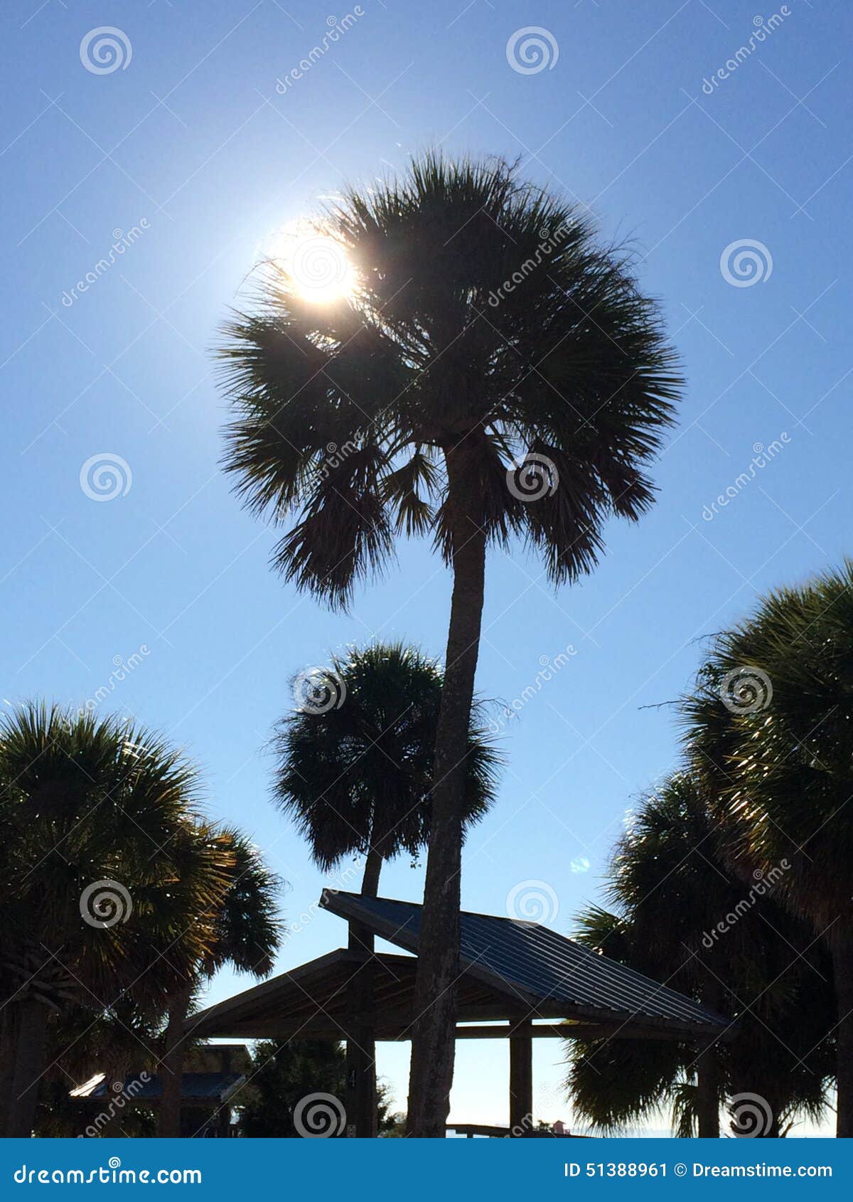 Sunny day stock image. Image of palm, tree, shining, sunny - 51388961